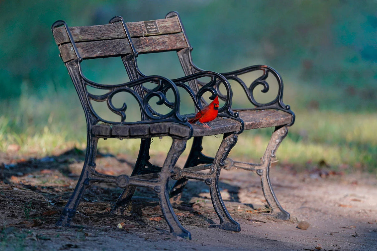 The Cardinal Rule I – Bill Draper Photography