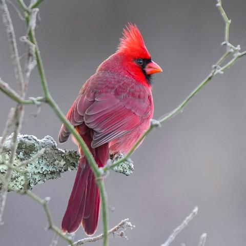 Red Cardinal – Bill Draper Photography